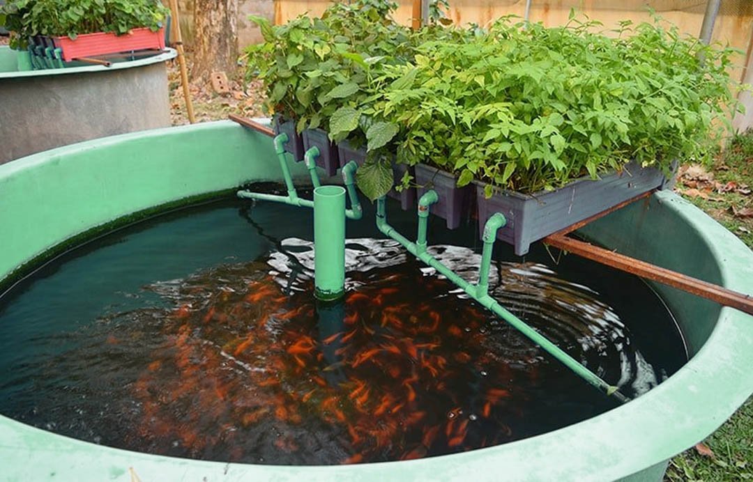 How to Choose the Right Fish Tank for Aquaponics | Tu-Torial